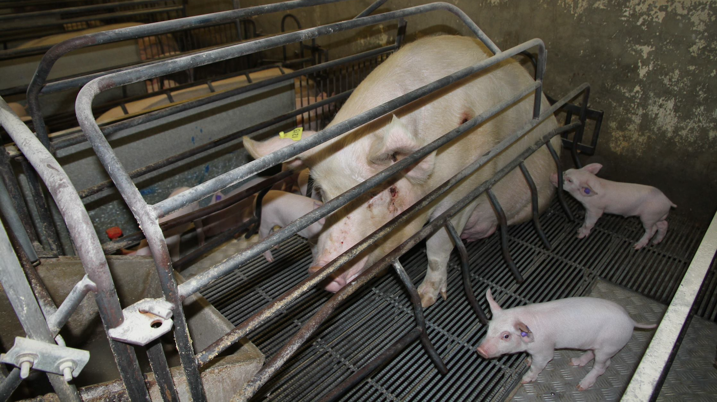 UE: Parlamento apóia ICE para proibir gaiolas em granjas - Notícias ...