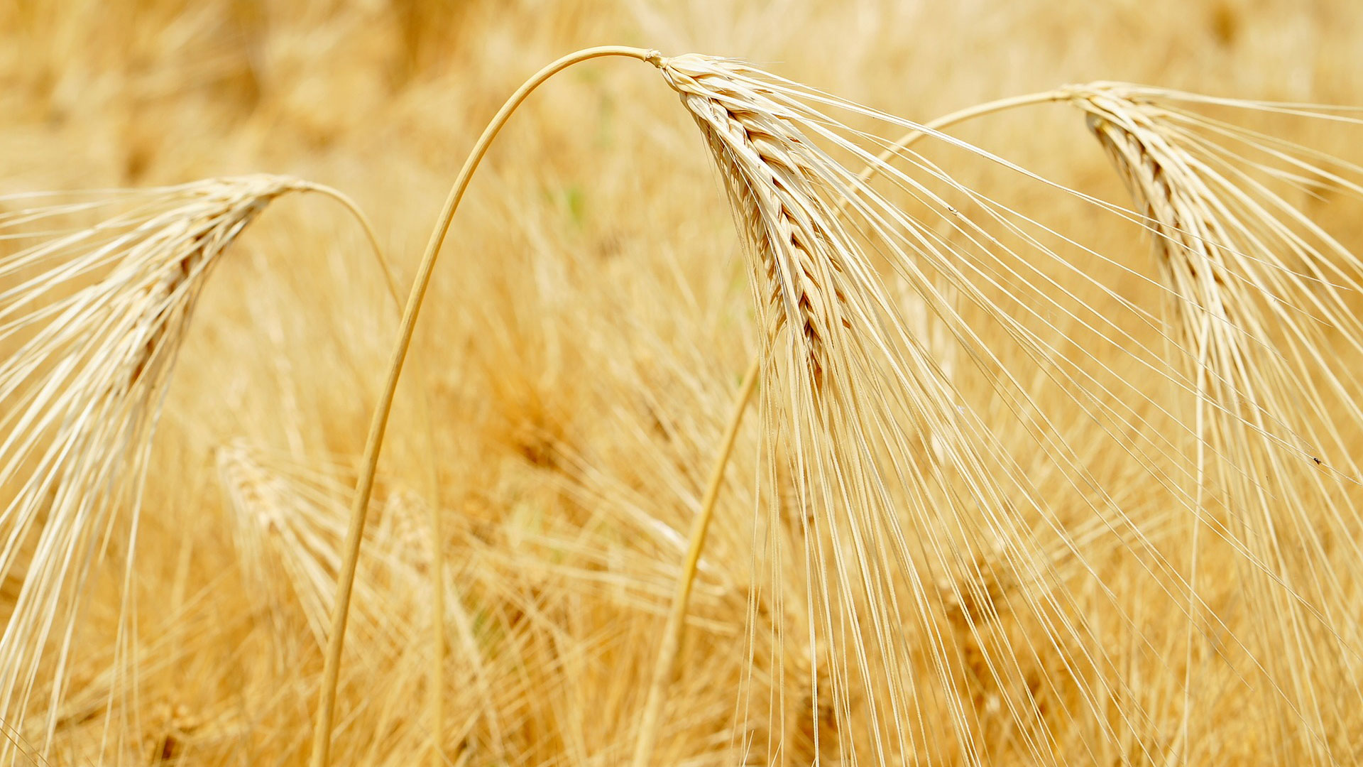 Cevada - Artigos - 3tres3, A página do suíno