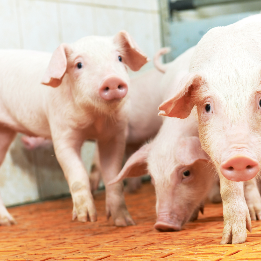 Seminário apresenta oportunidades no mercado internacional de suíno ...