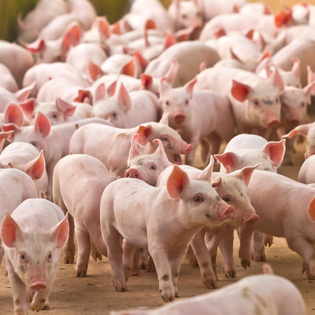 UE: Grupo de Reflexão da Carne Suína conclui recomendações sustentável ...
