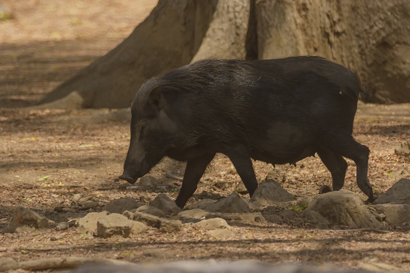 FAO faz parceria para proteger suínos da PSA na Ásia e no Pacífico ...