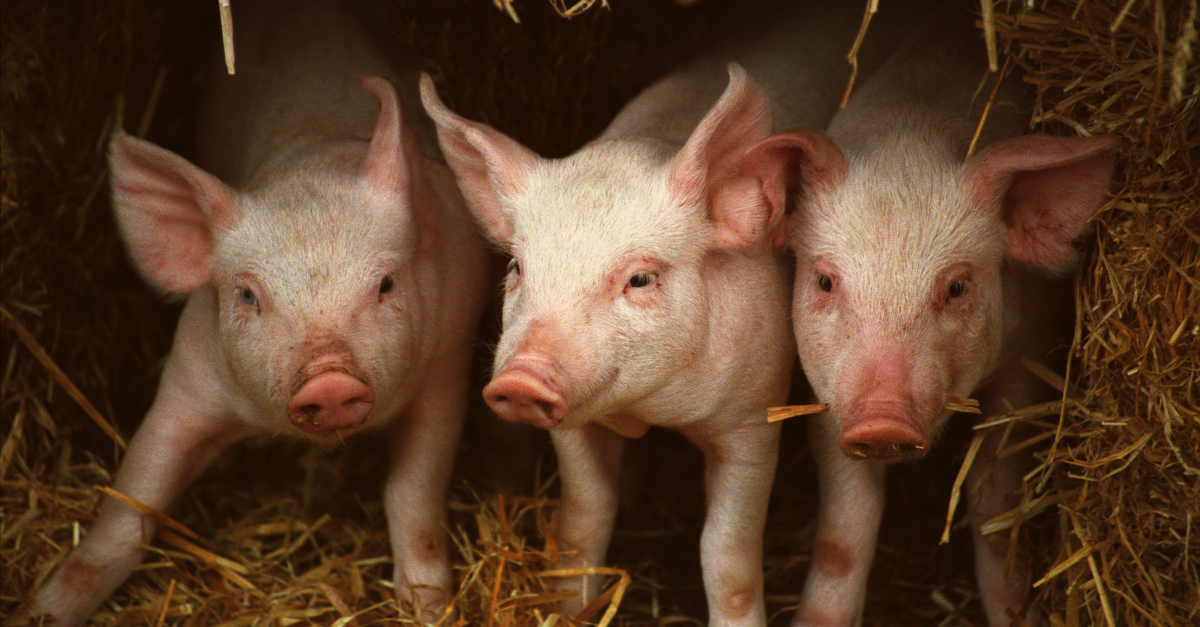 Nova plataforma reforça biosseguridade em granjas de suínos no Paraná ...